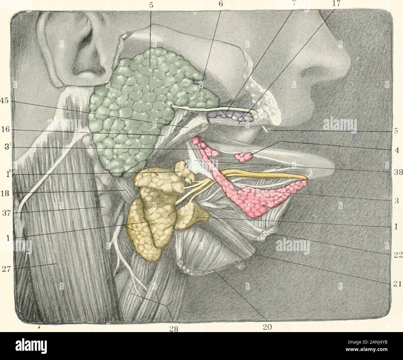Posterior belly of digastric hi-res stock photography and images - Alamy