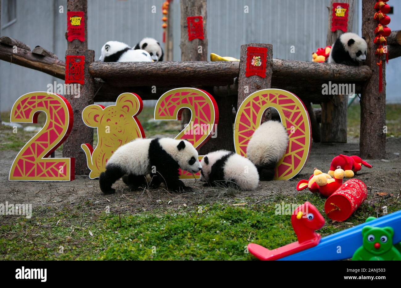 Panda China Wolong Panda Center High Resolution Stock Photography and ...