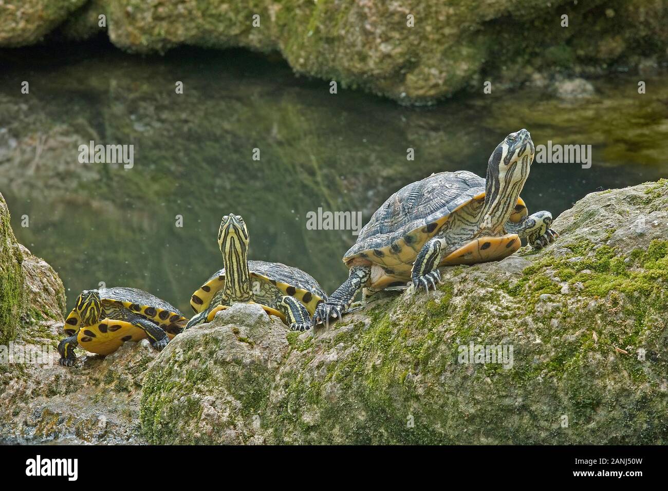 Yellow belly slider turtle hi-res stock photography and images - Alamy
