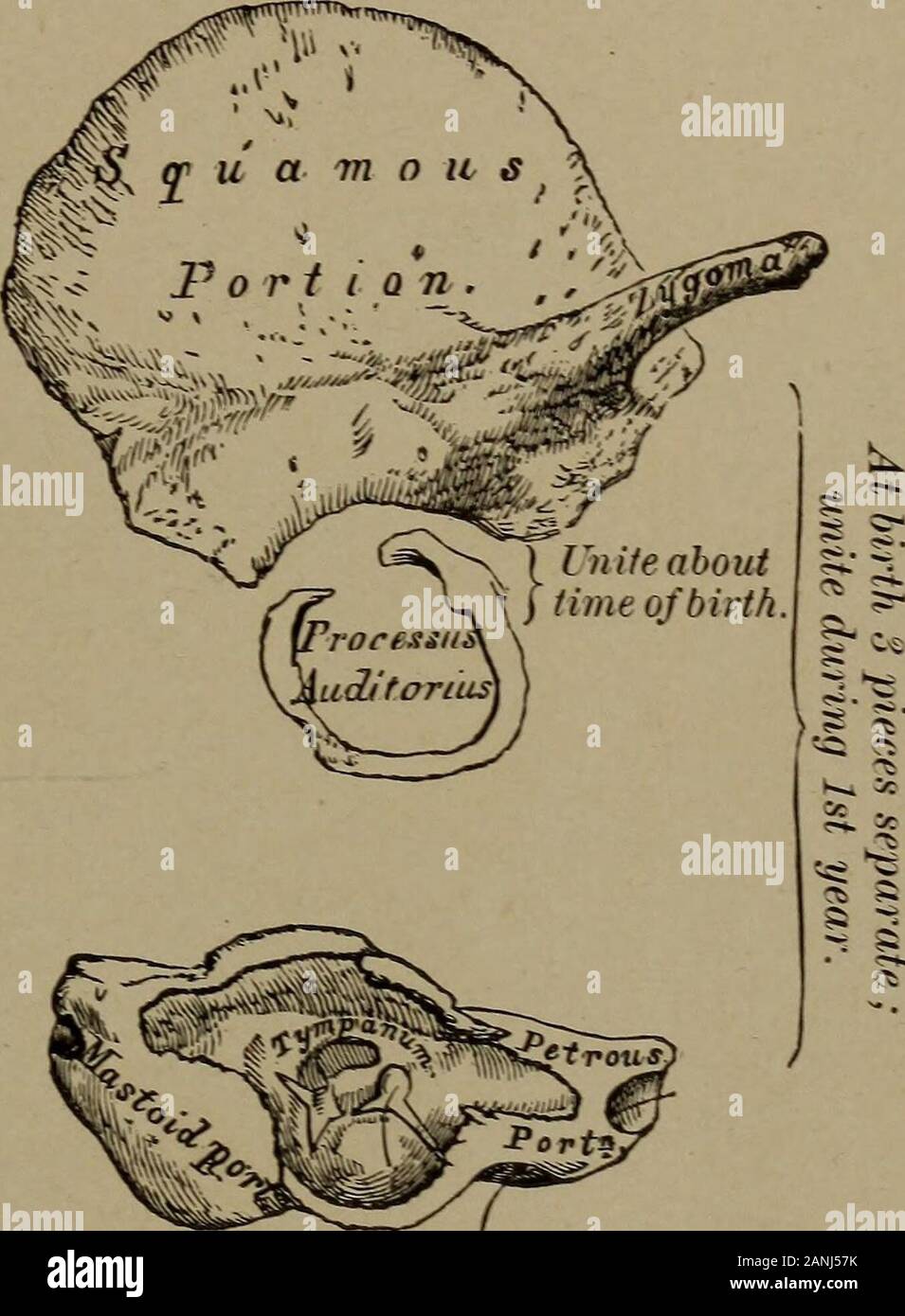A manual of otology for students and practitioners . FENESTRA ...