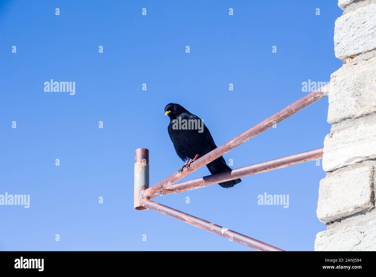 Blue beak hi-res stock photography and images - Alamy