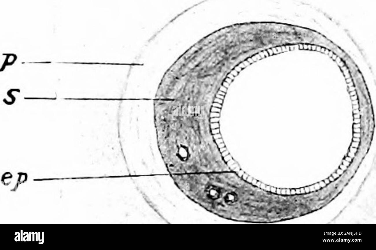 Cochlear hair cells Black and White Stock Photos & Images - Alamy