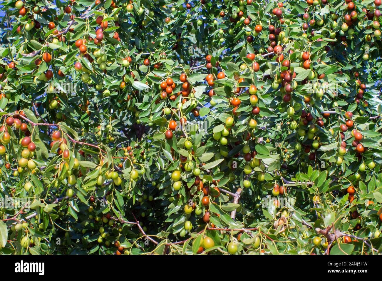 Indian date juice hi-res stock photography and images - Alamy