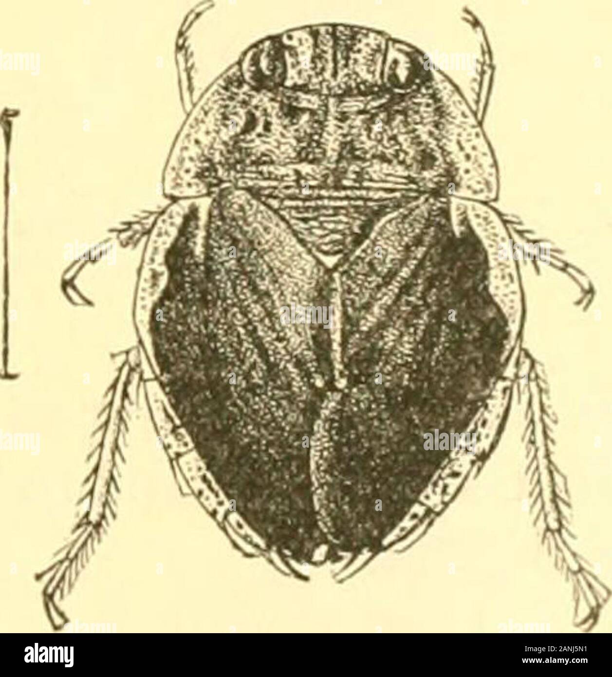 Embolium hi-res stock photography and images - Alamy