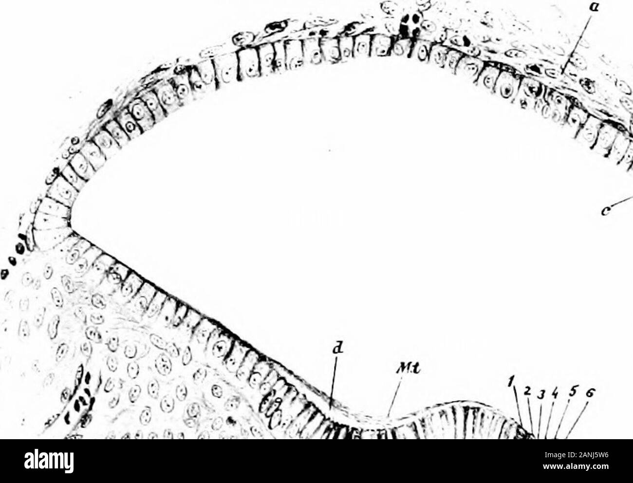 Membrana tectoria Cut Out Stock Images & Pictures - Alamy