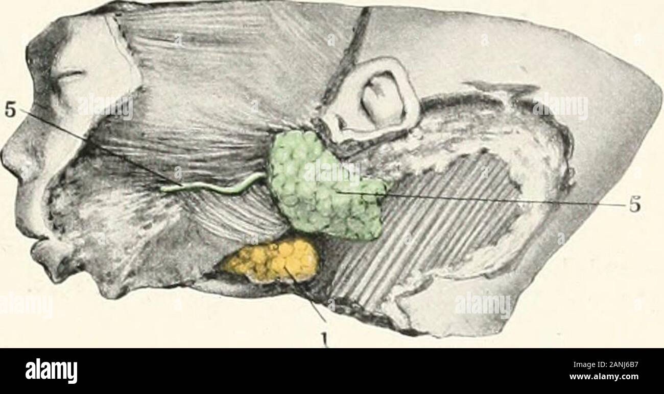 Contributions to the anatomy and development of the salivary glands in ...