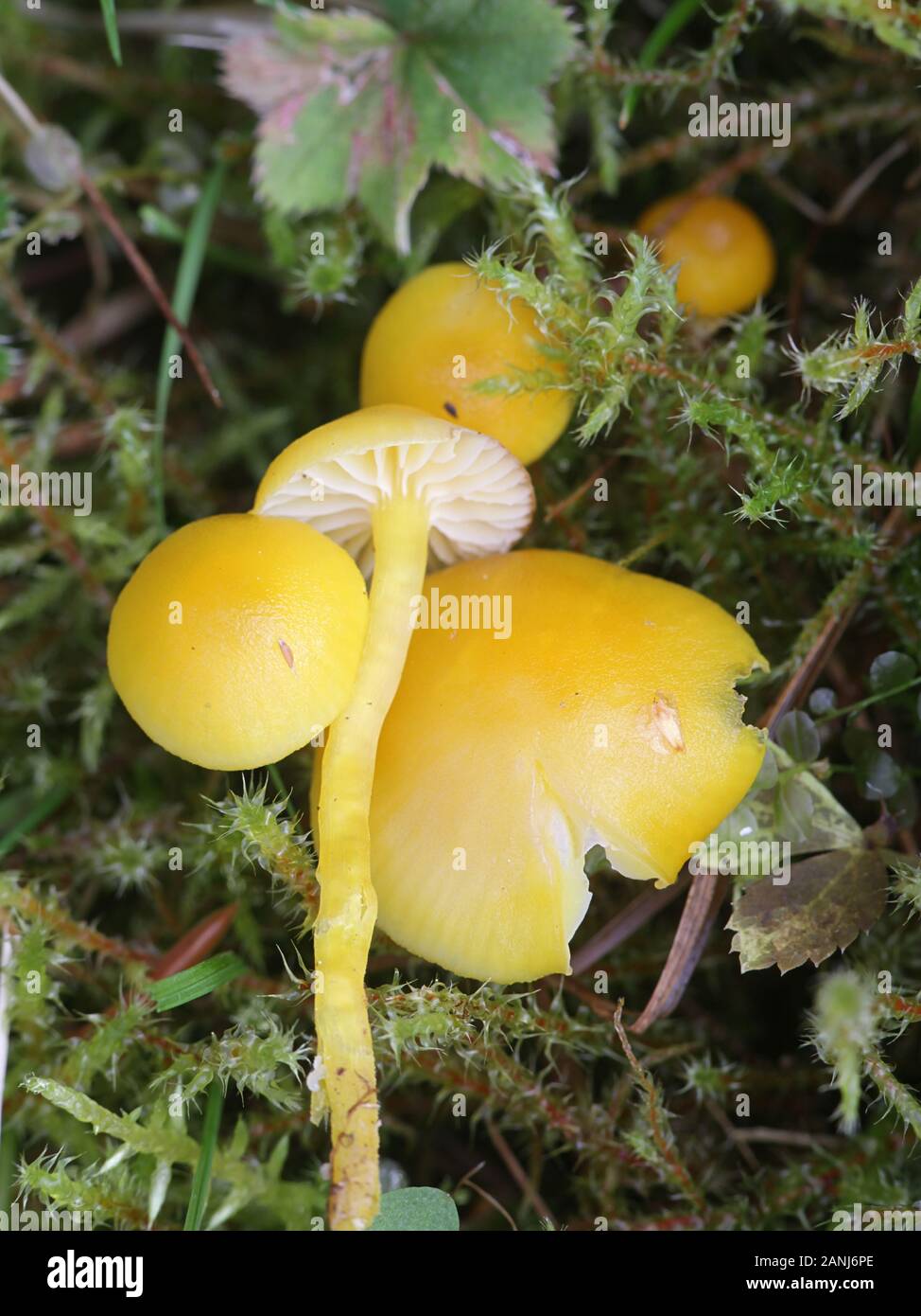 Butter waxcap hi-res stock photography and images - Alamy