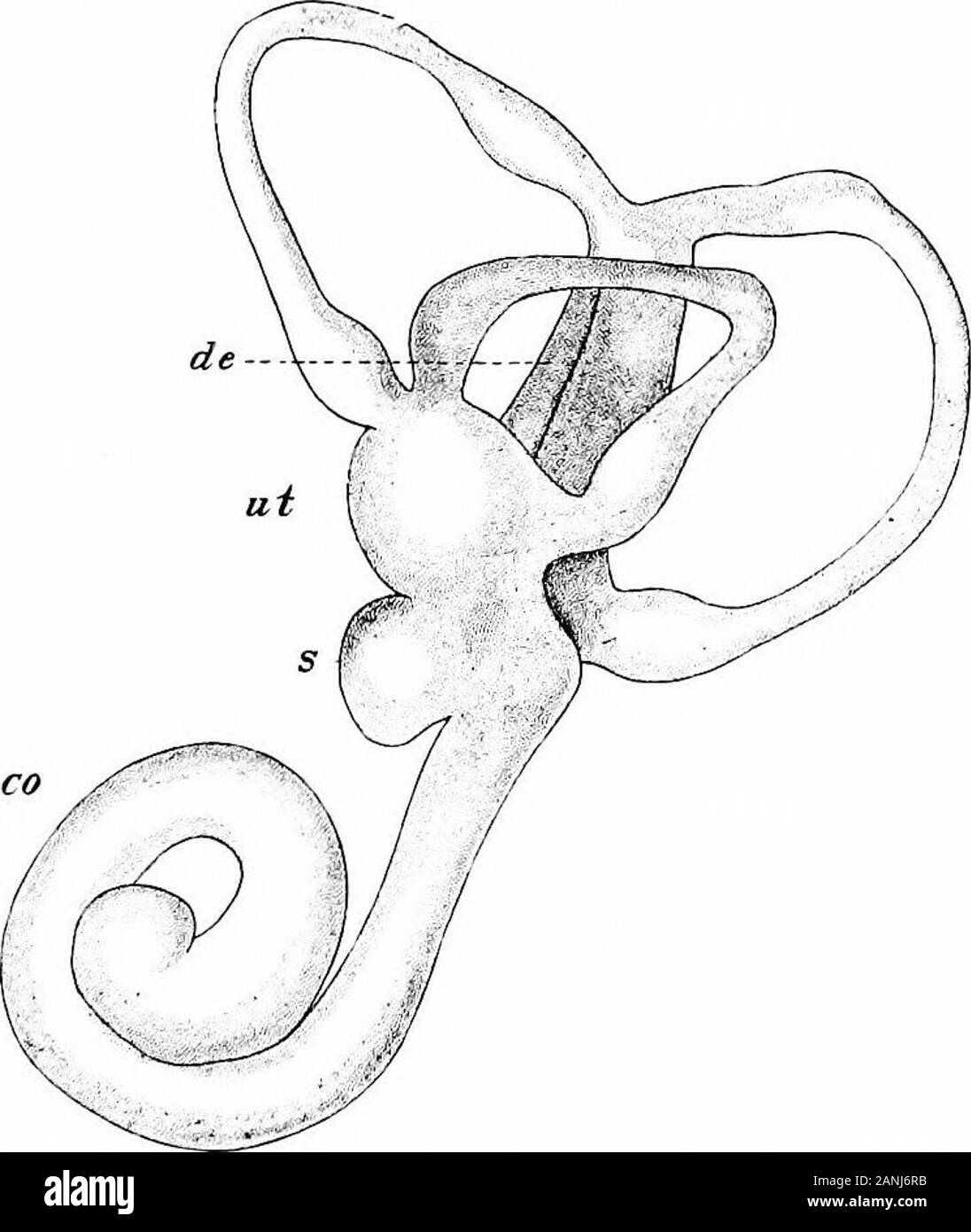 The development of the human body; a manual of human embryology . Fig ...