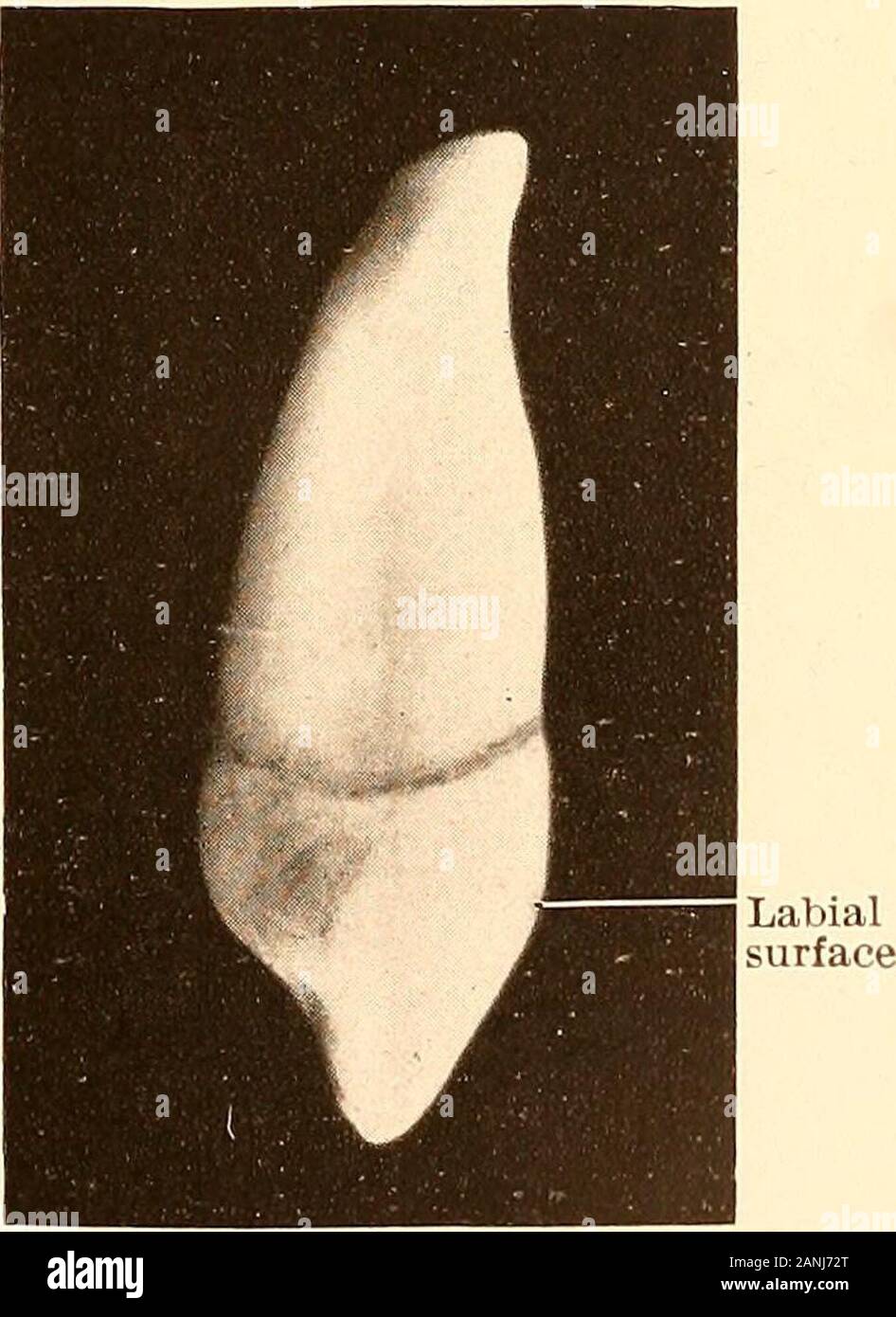 Principles and practice of operative dentistry . Fig. 27.—Superior ...