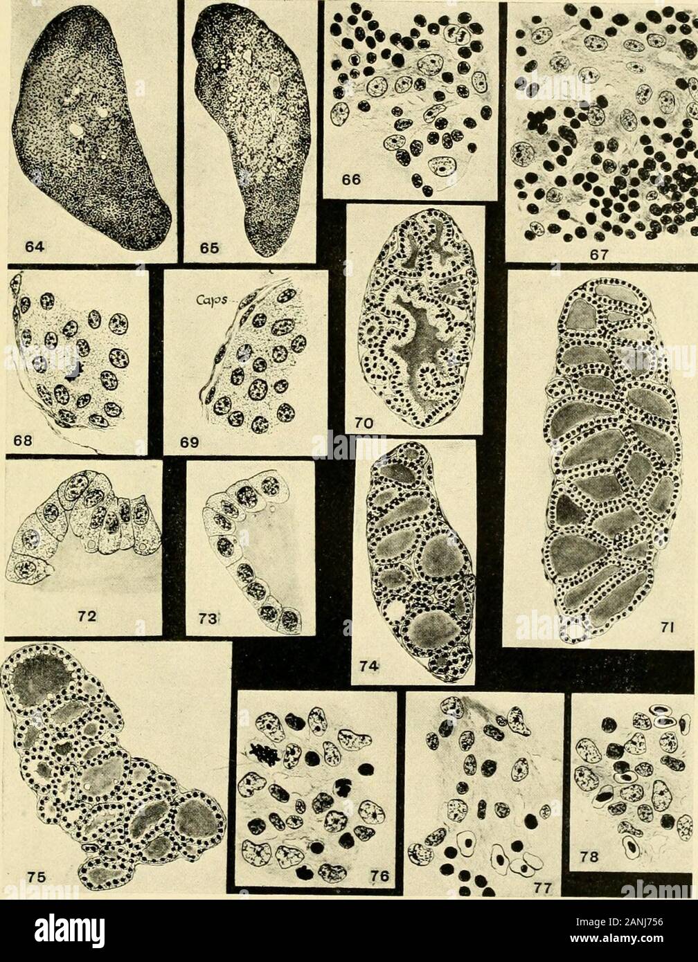 The Journal of experimental zoology . t of figure 64, but same age.X iO ...