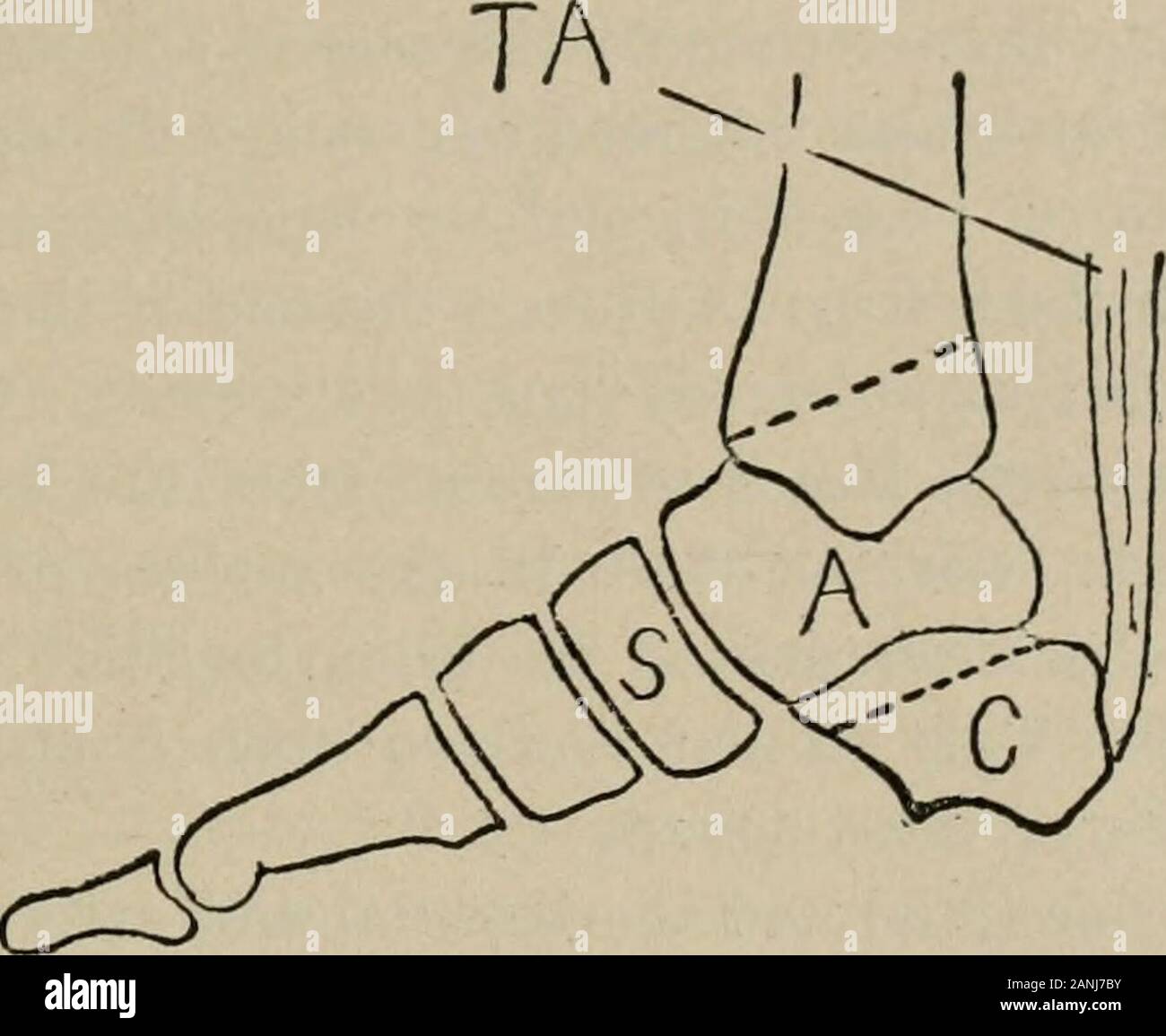 Calcis hi-res stock photography and images - Alamy