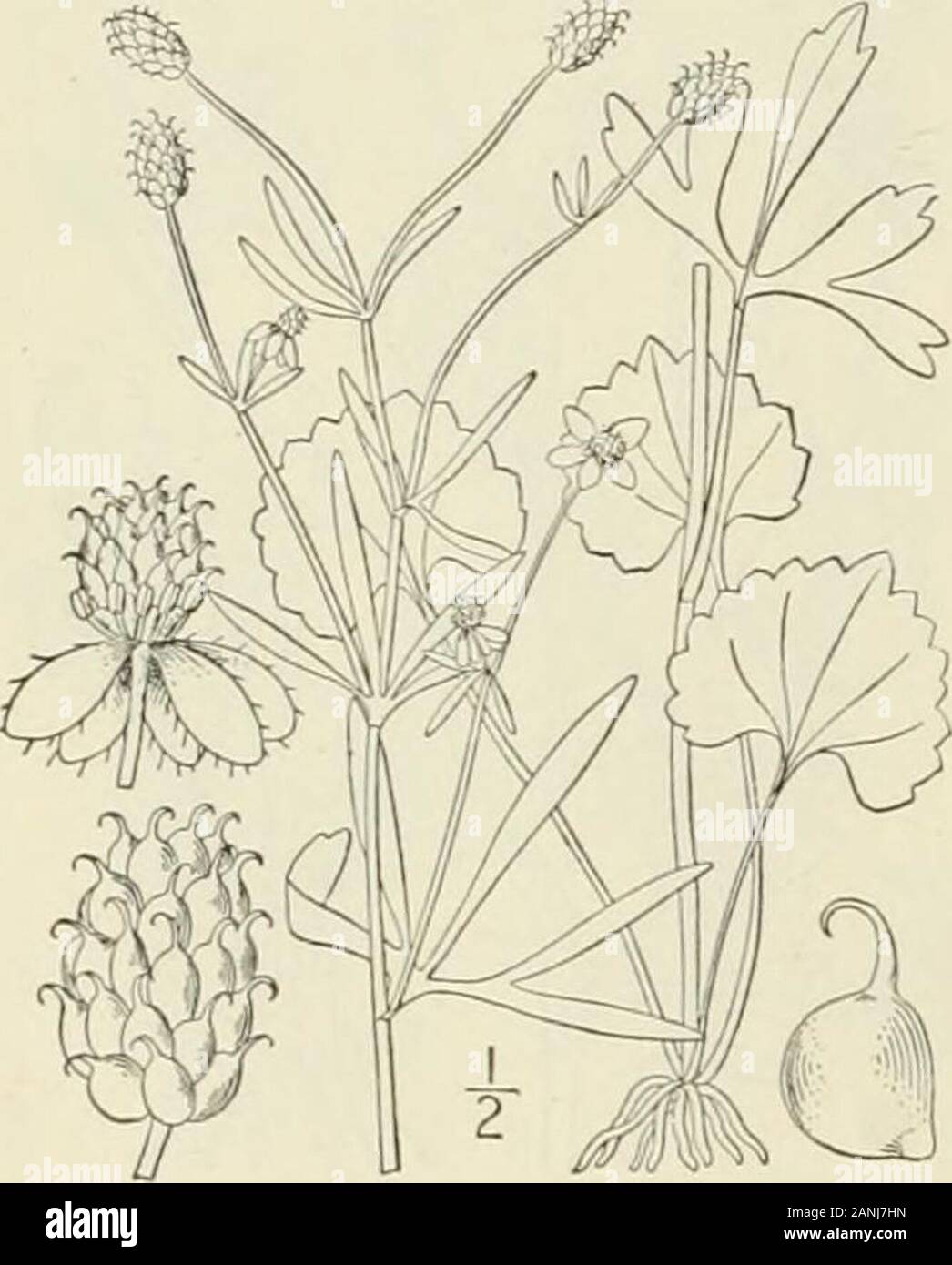 Suborbicular leaves hi-res stock photography and images - Alamy