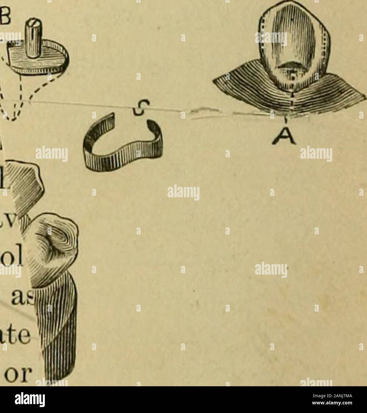 Root ts hi-res stock photography and images - Alamy