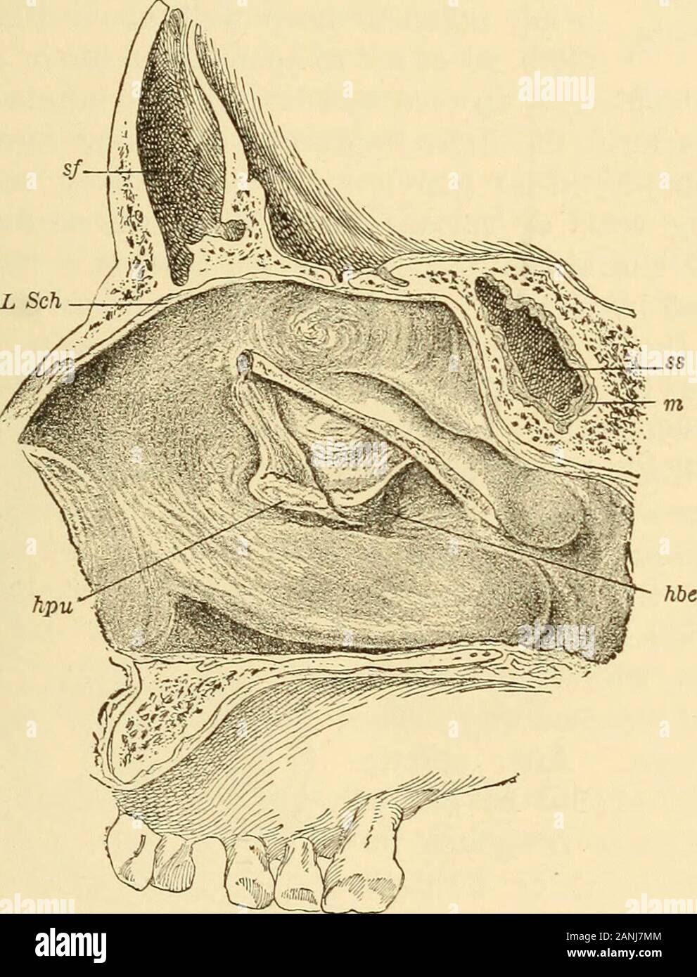 A text-book on diseases of the ear, nose and throat . Lateral wall of ...