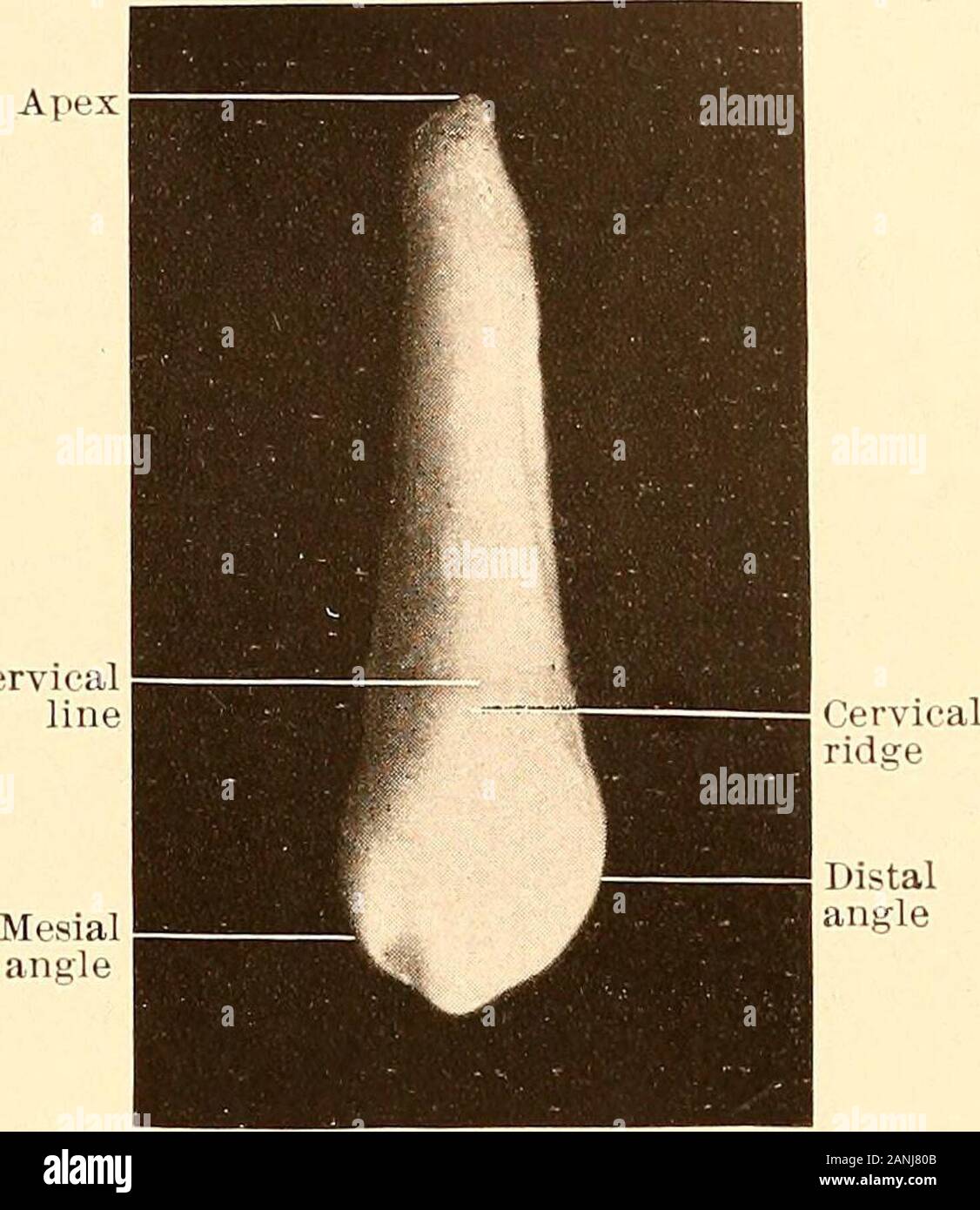 Superior labial hi-res stock photography and images - Alamy