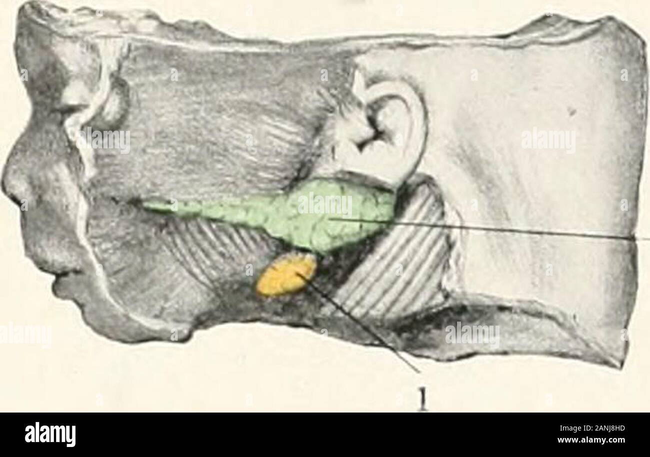 Contributions to the anatomy and development of the salivary glands in ...