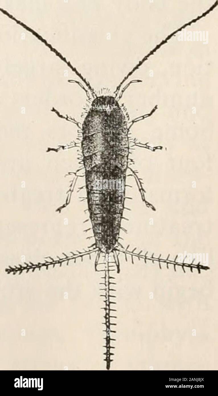 Smallcreatures hi-res stock photography and images - Alamy