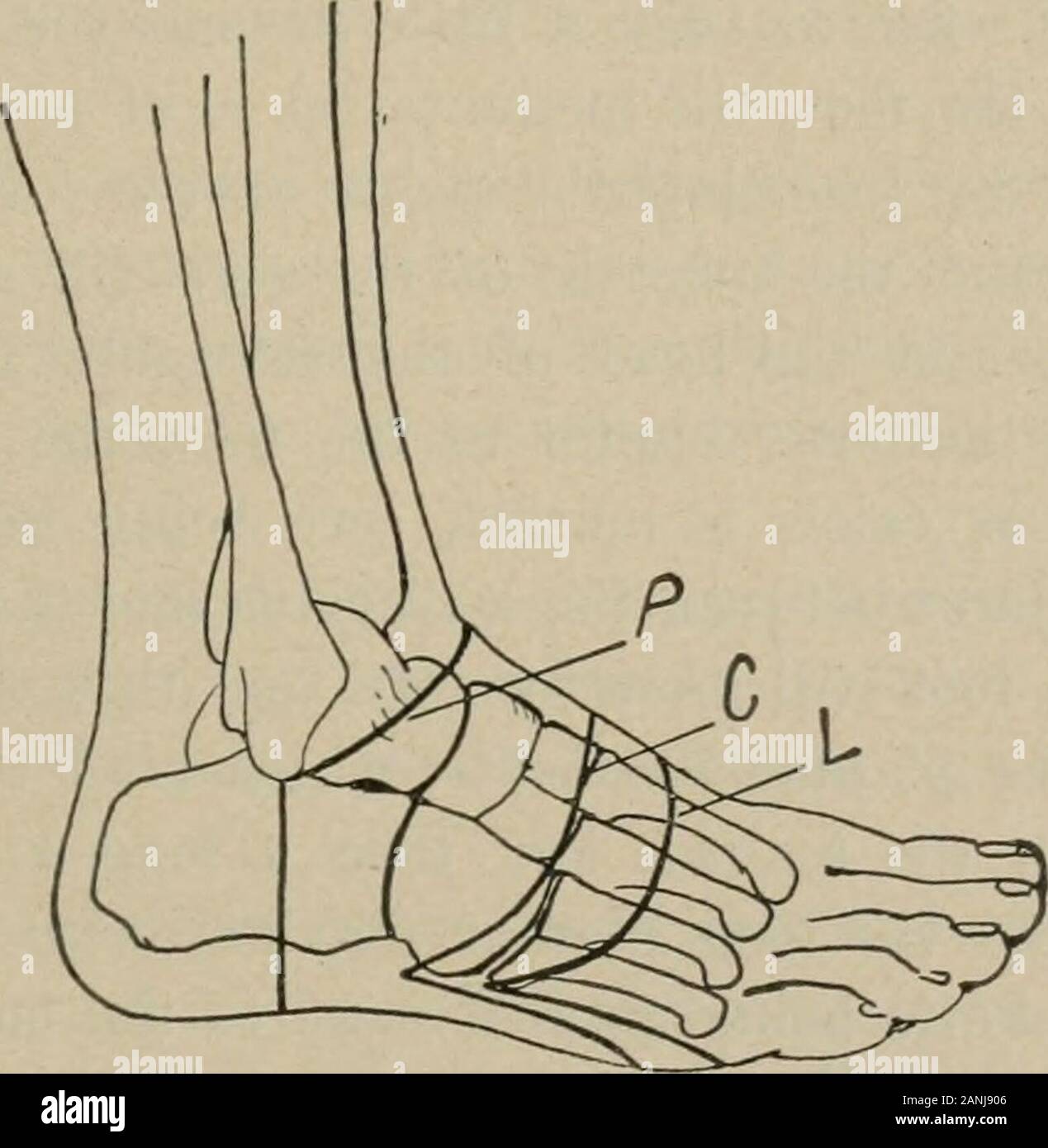 Operative surgery, for students and practitioners . Fig. 342.—Right ...