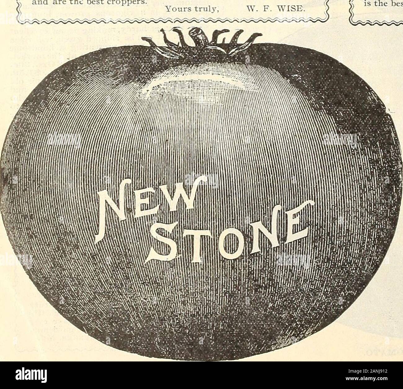 Prize taker tomato hi-res stock photography and images - Alamy