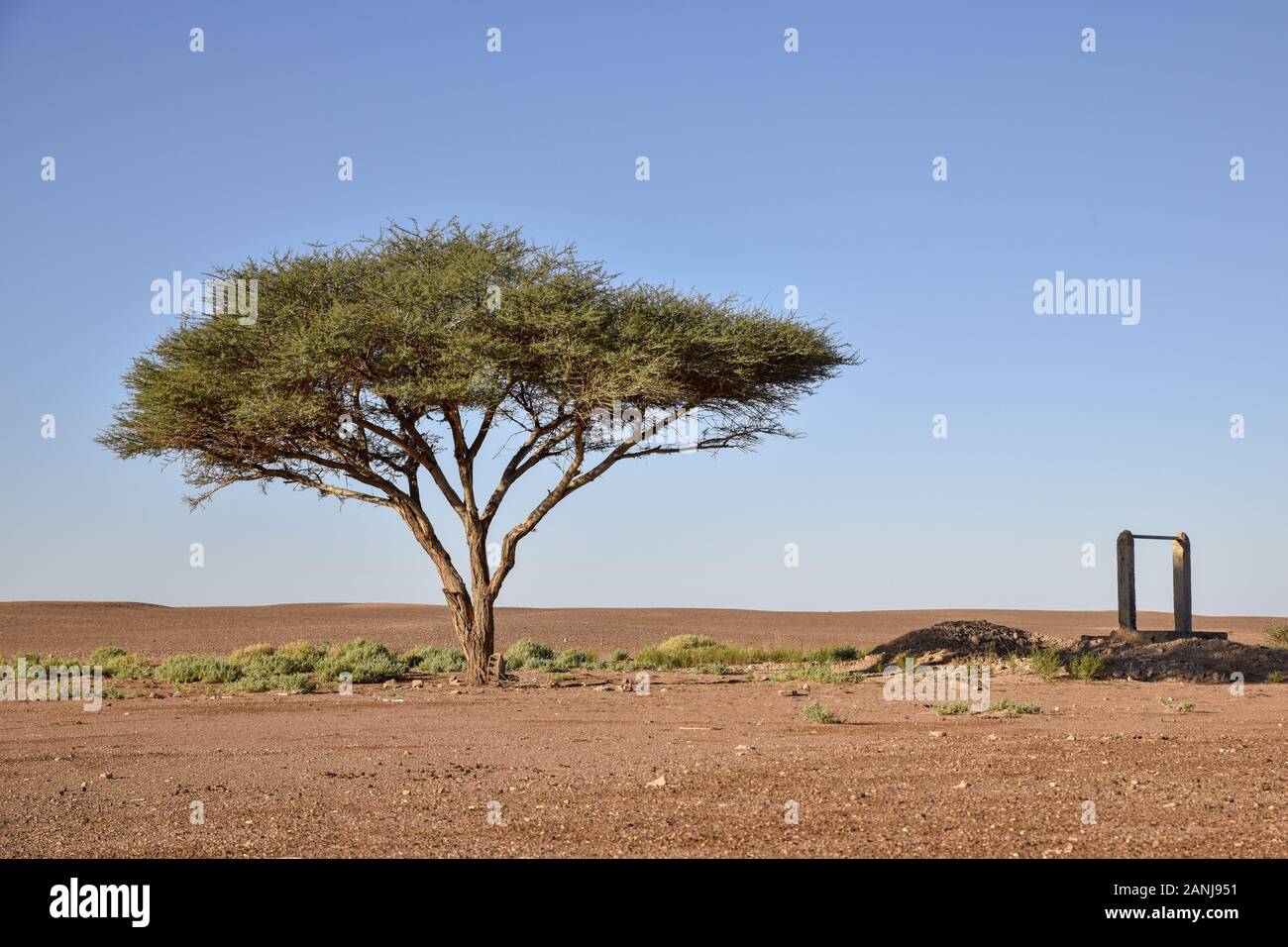 tree in Sahara desert in Morocco near Mhamid Stock Photo - Alamy