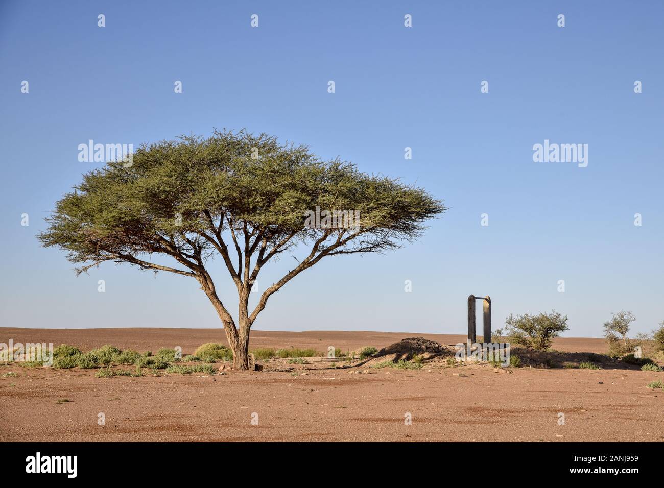tree in Sahara desert in Morocco near Mhamid Stock Photo - Alamy