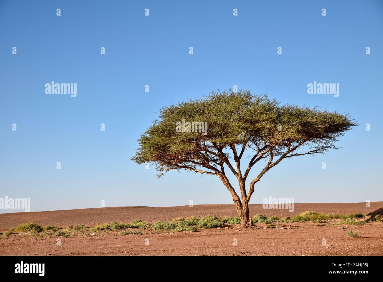 tree in Sahara desert in Morocco near Mhamid Stock Photo - Alamy