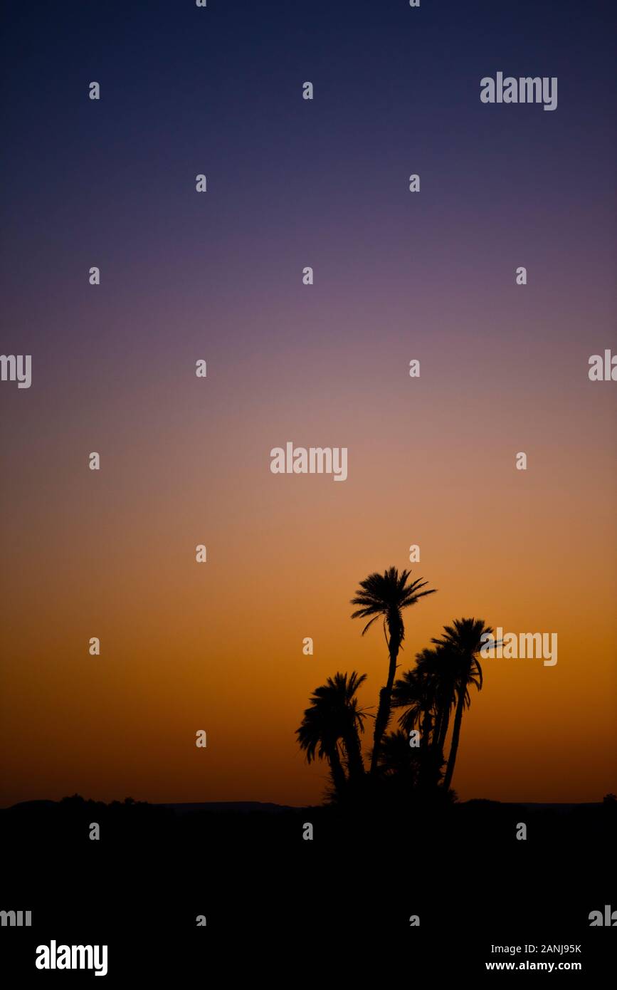tree in Sahara desert in Morocco near Mhamid Stock Photo - Alamy