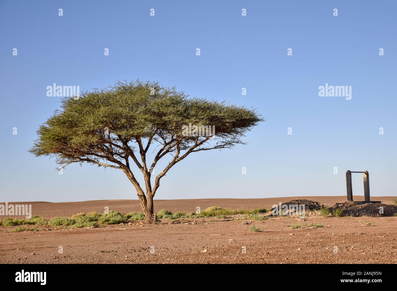 tree in Sahara desert in Morocco near Mhamid Stock Photo - Alamy