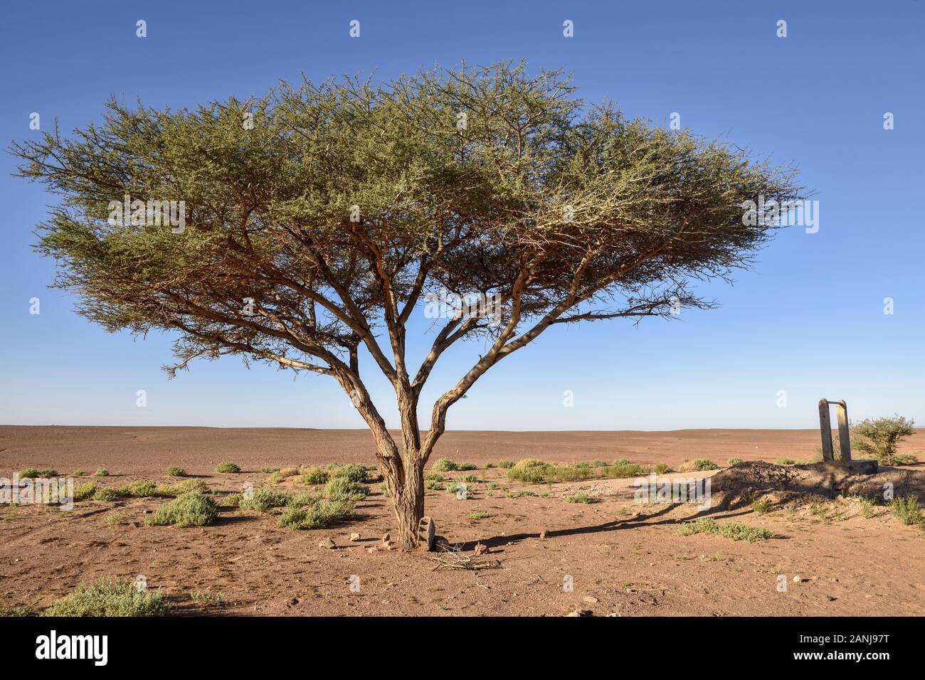 tree in Sahara desert in Morocco near Mhamid Stock Photo - Alamy