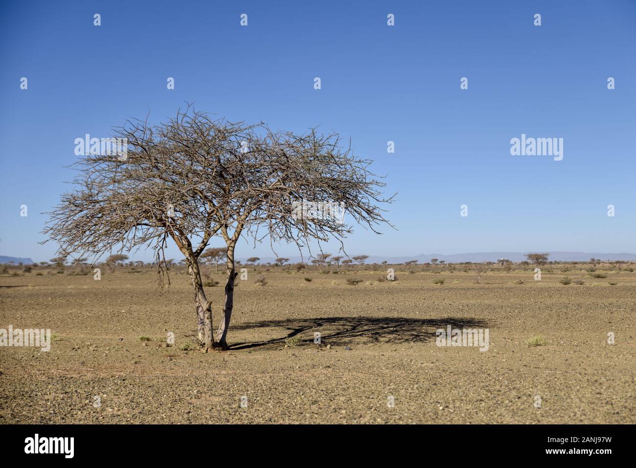 tree in Sahara desert in Morocco near Mhamid Stock Photo - Alamy