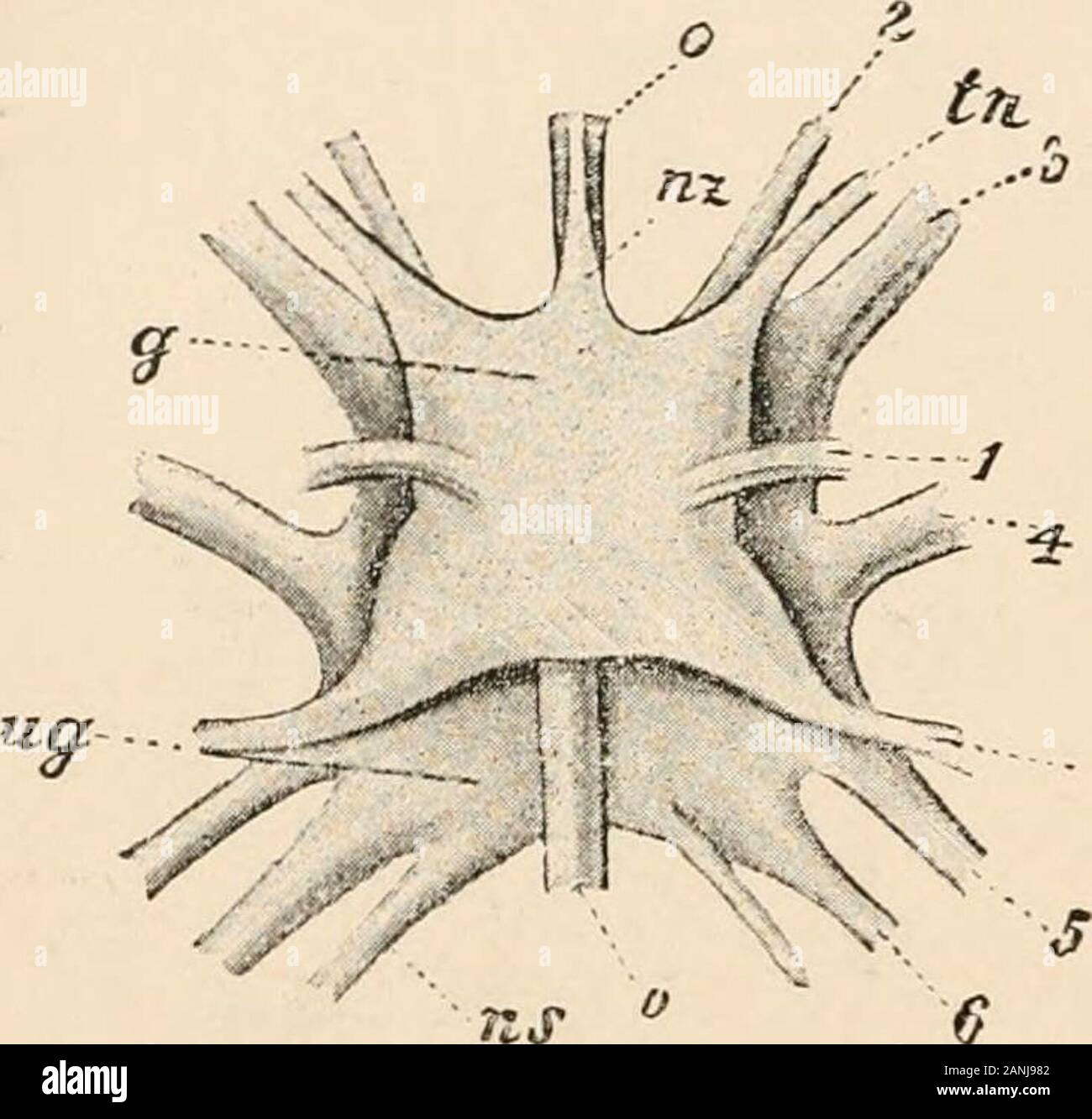 Text-book of comparative anatomy . horacic ganglionic mass ; ab ...