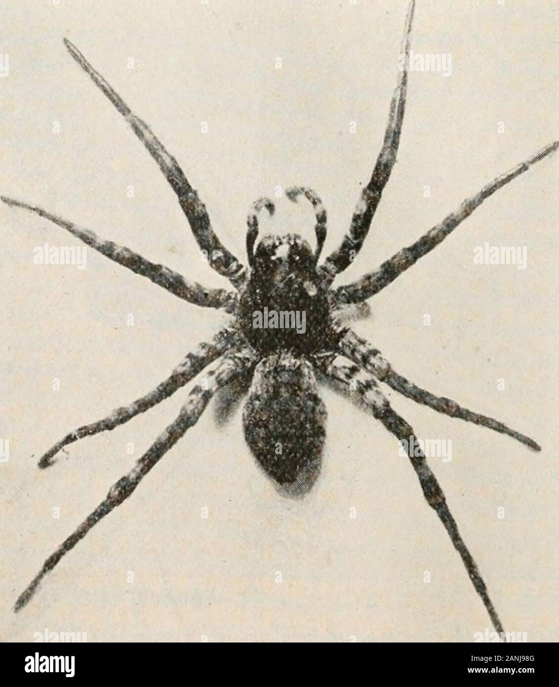 Phylum Arthropoda Spider