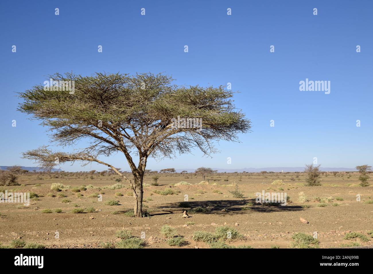 tree in Sahara desert in Morocco near Mhamid Stock Photo - Alamy