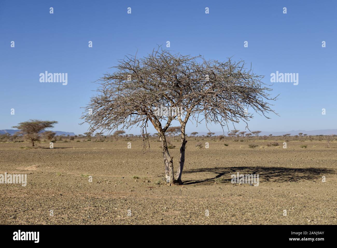 tree in Sahara desert in Morocco near Mhamid Stock Photo - Alamy