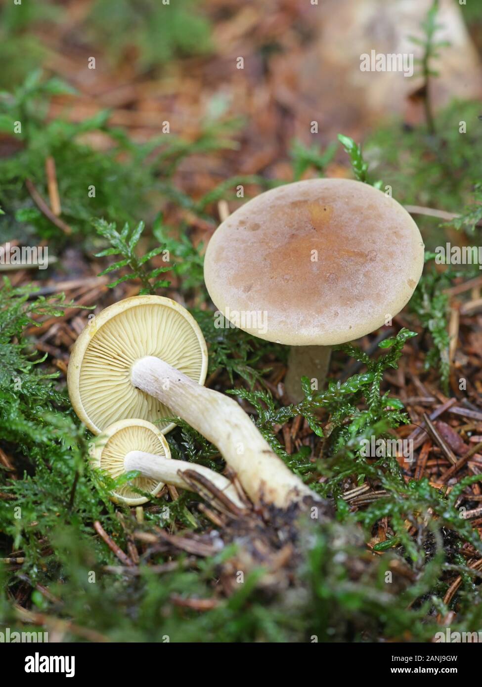 Rugosomyces onychinus, known as lilac domecap, wild mushroom from ...