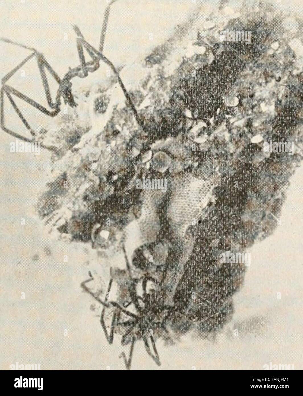 Spiders with many legs hi-res stock photography and images - Alamy