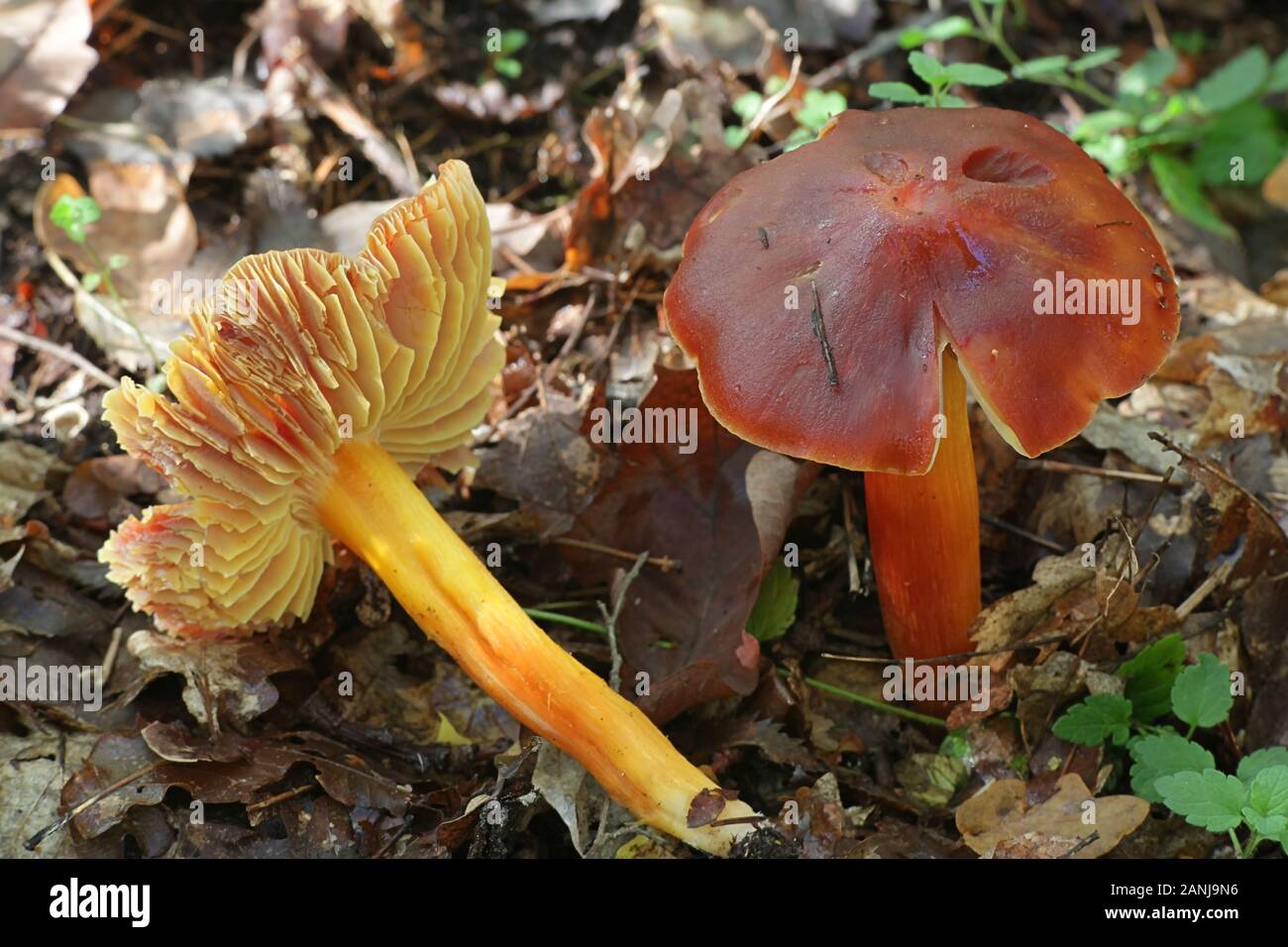 Scarlet waxy cap hi-res stock photography and images - Alamy