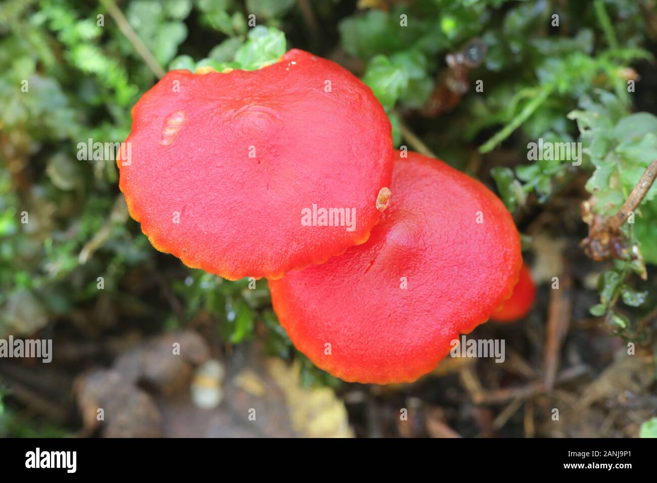 Scarlet caps hi-res stock photography and images - Alamy