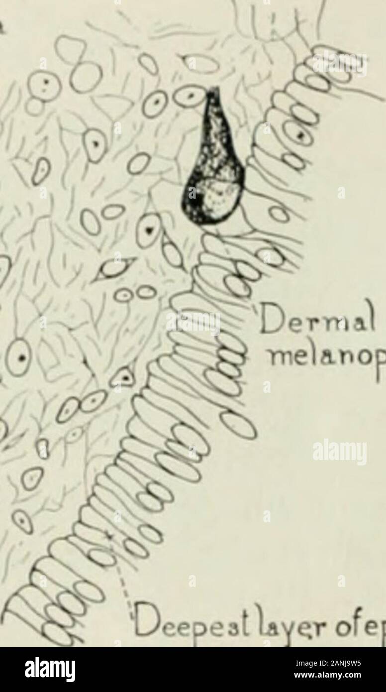 Melanophores hi-res stock photography and images - Alamy