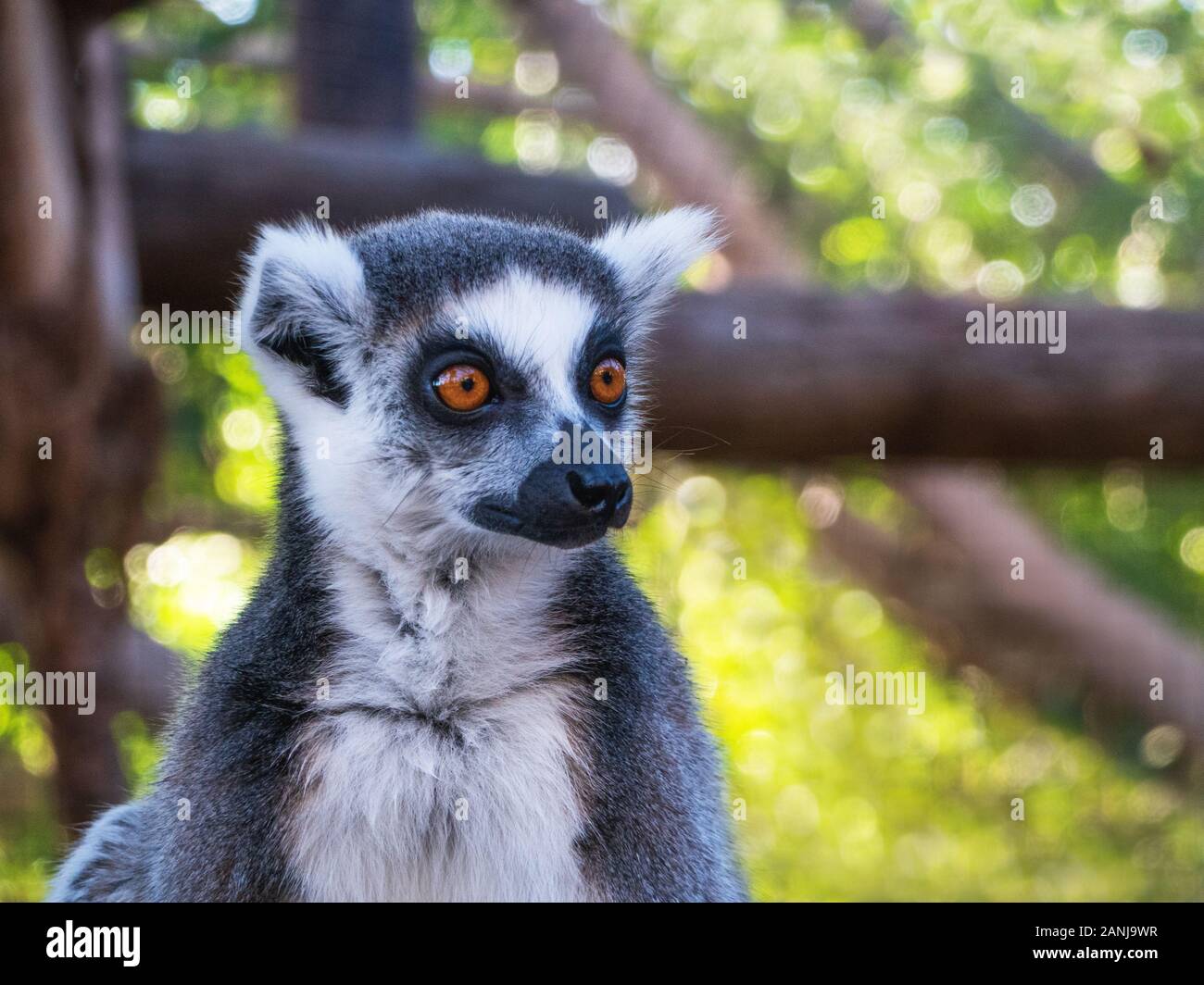 Lemur portrait Stock Photo - Alamy