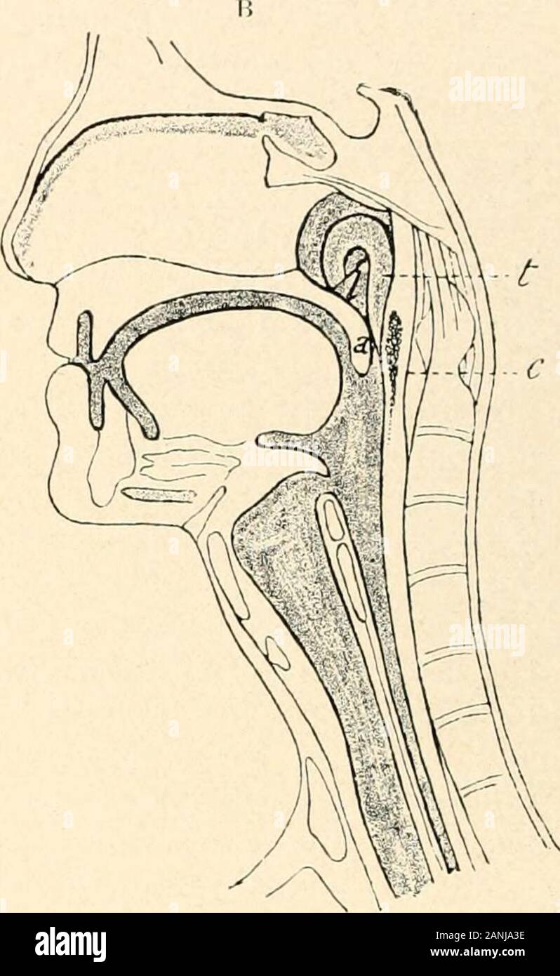 Human physiology . 7. FICI. 55.—Diagram showing position of soft palate ...