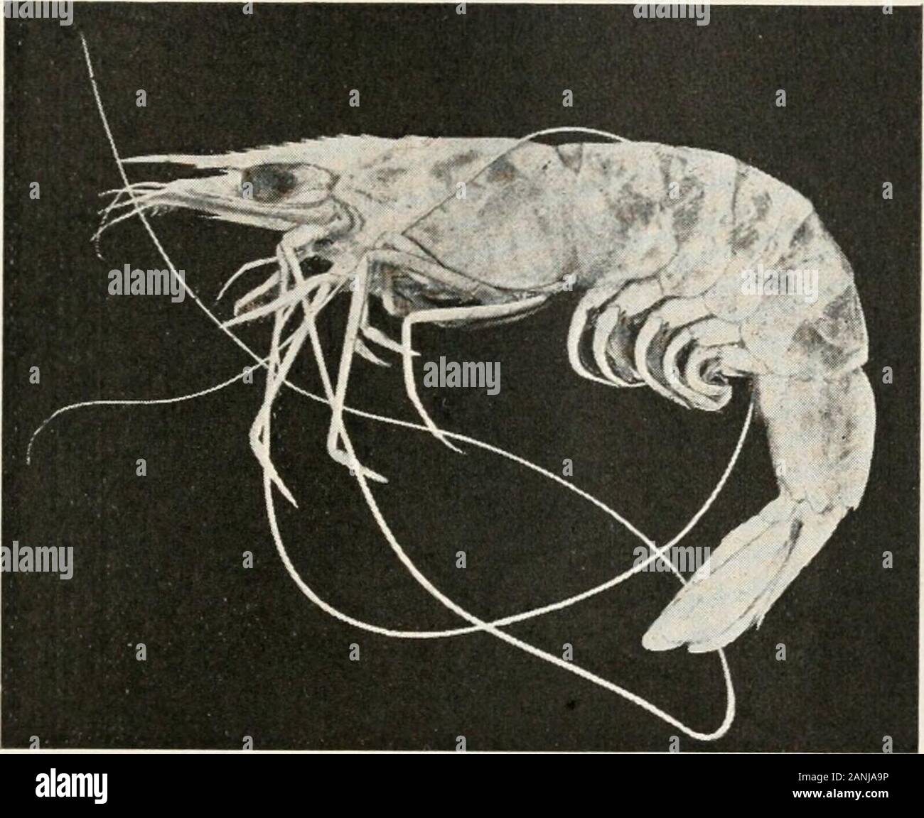 Various crustacean appendages hi-res stock photography and images - Alamy