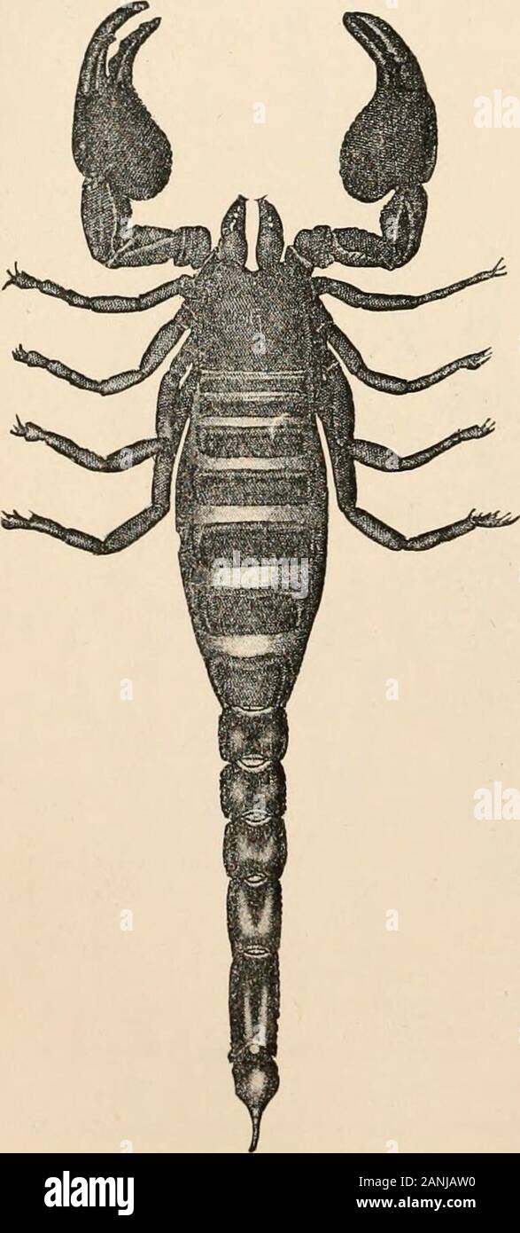 Cephalo hi-res stock photography and images - Alamy