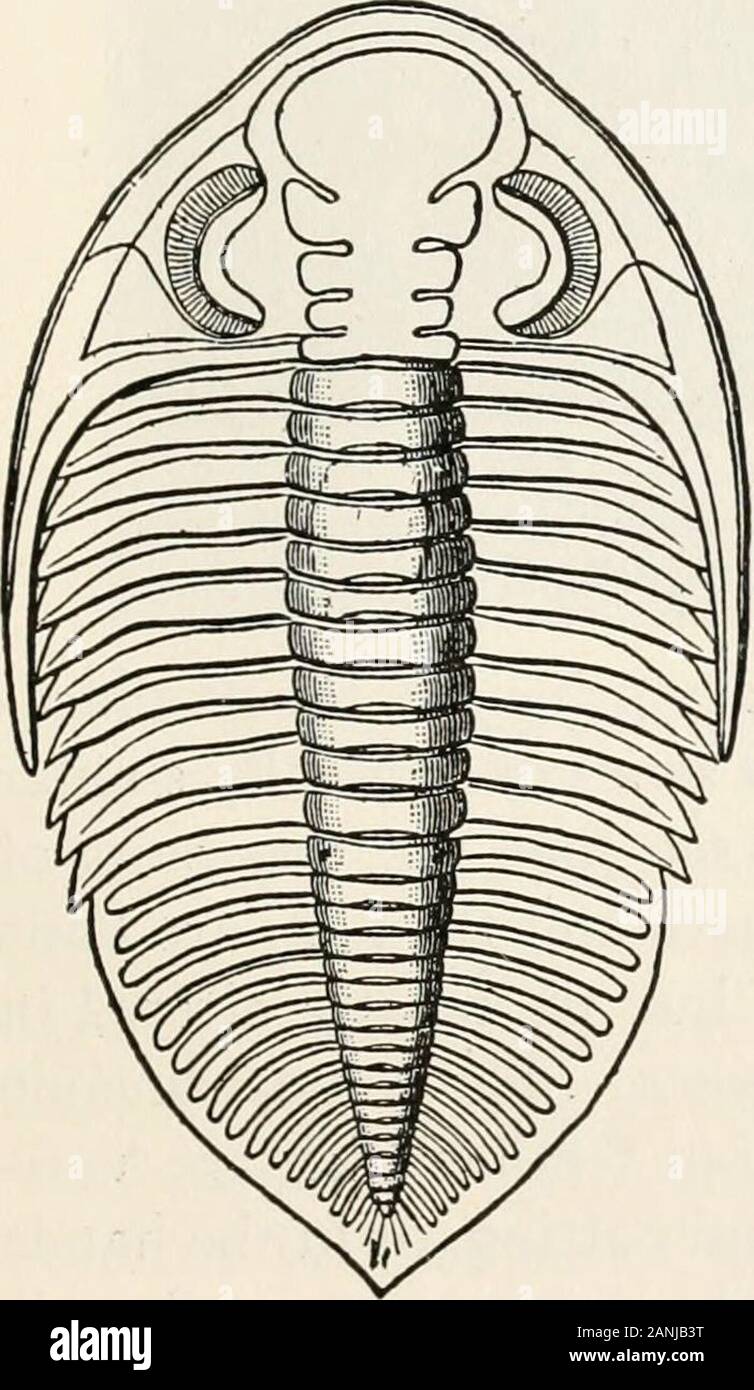 Trilobita hi-res stock photography and images - Alamy