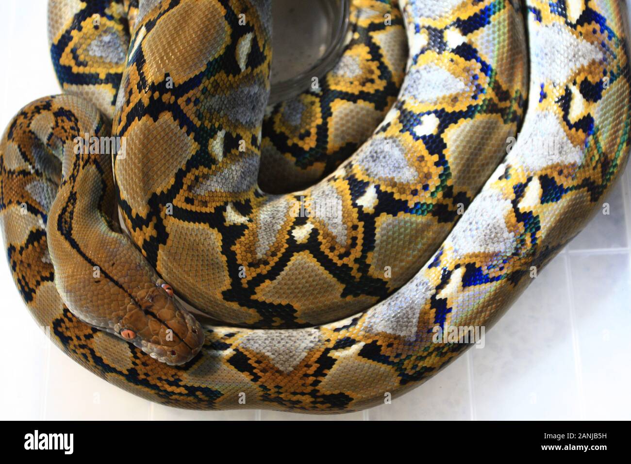 Reticulated Python (Python reticulatus) in box Stock Photo - Alamy