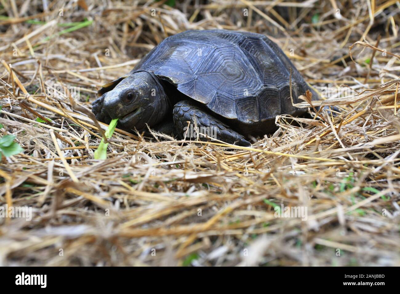 The Asian forest tortoise (Manouria emys), also known as the Asian ...
