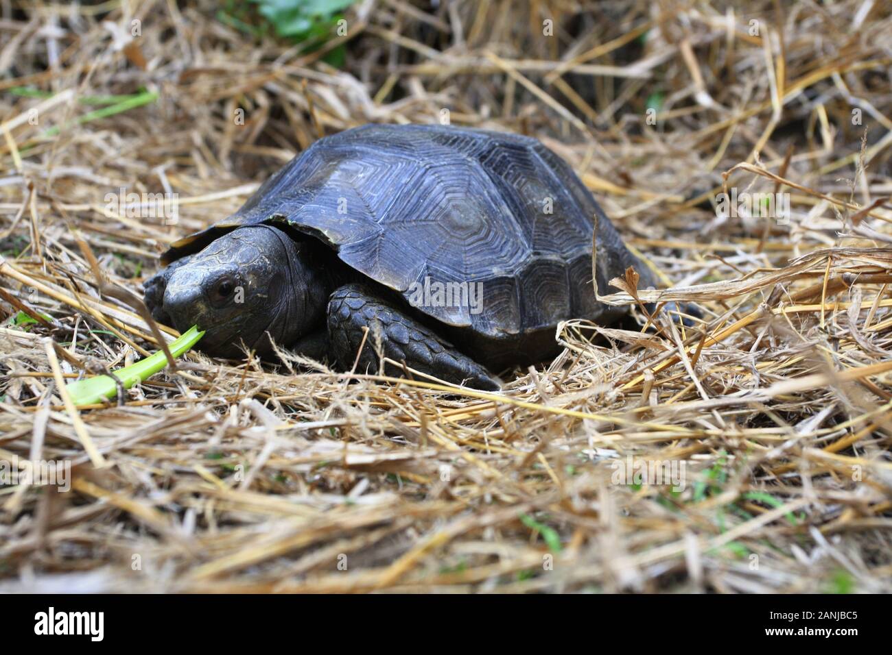 The Asian forest tortoise (Manouria emys), also known as the Asian ...
