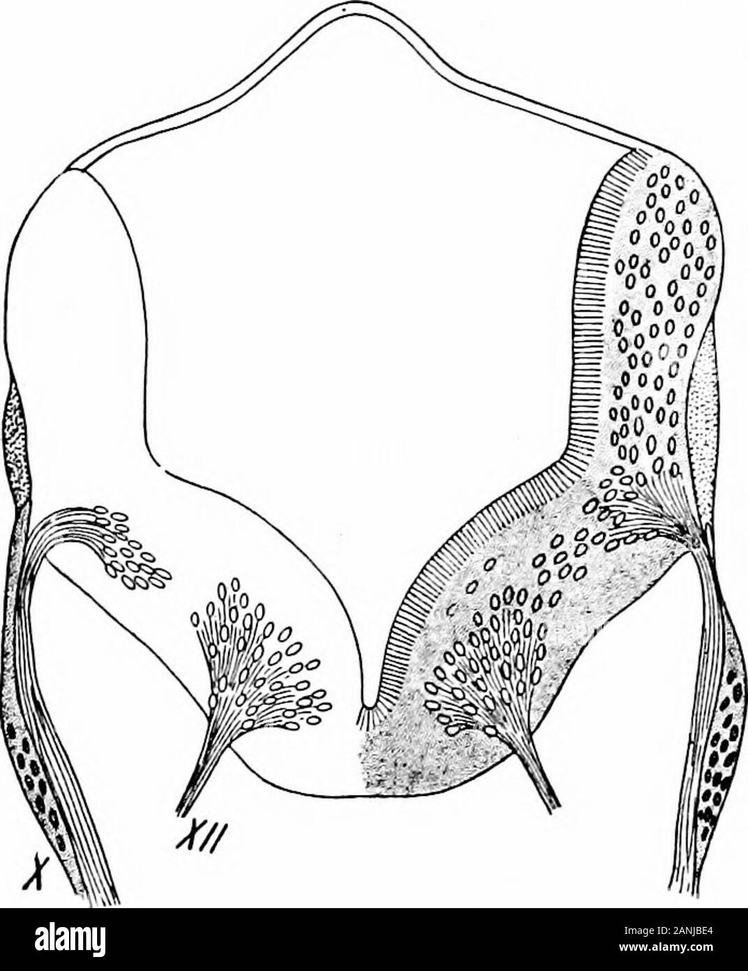 Mesodermal hi-res stock photography and images - Alamy
