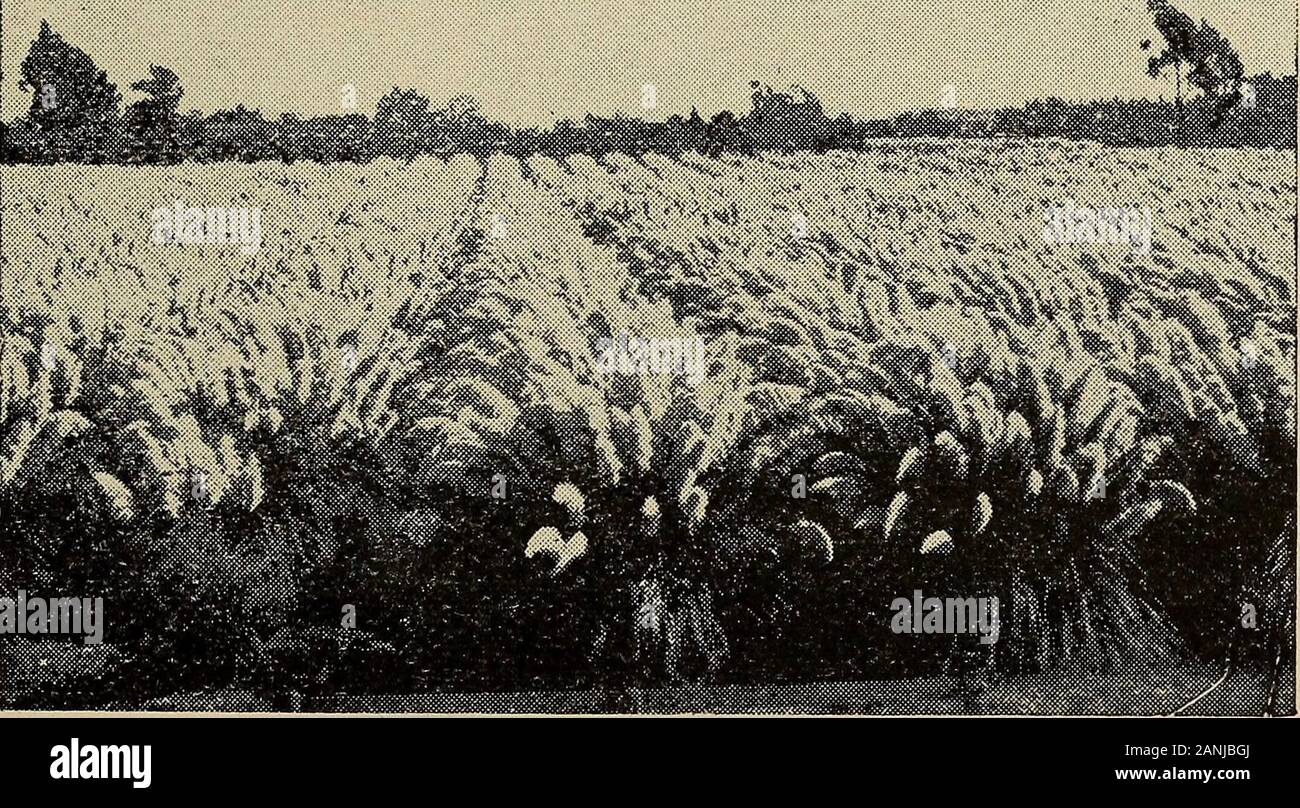 Matilija hot springs hi-res stock photography and images - Alamy