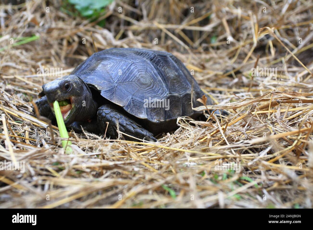 The Asian forest tortoise (Manouria emys), also known as the Asian ...